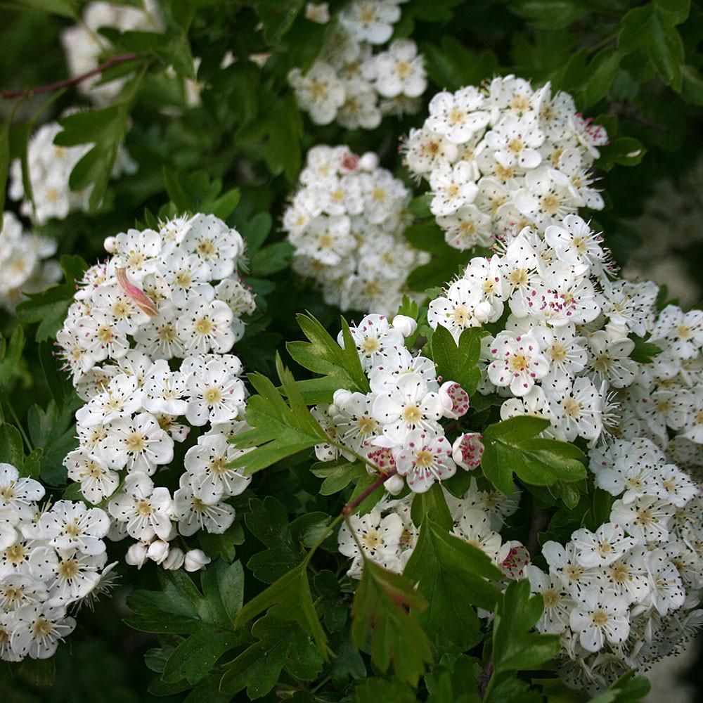 Crataegus monogyna - Agrifor S.N.C.