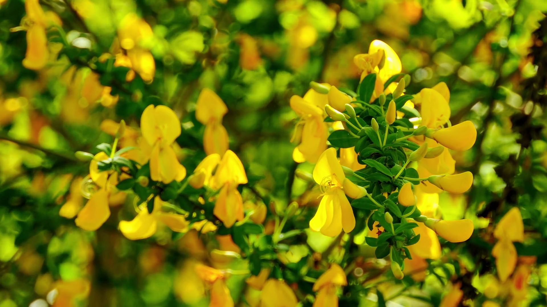 Cytisus scoparius - Agrifor S.N.C.